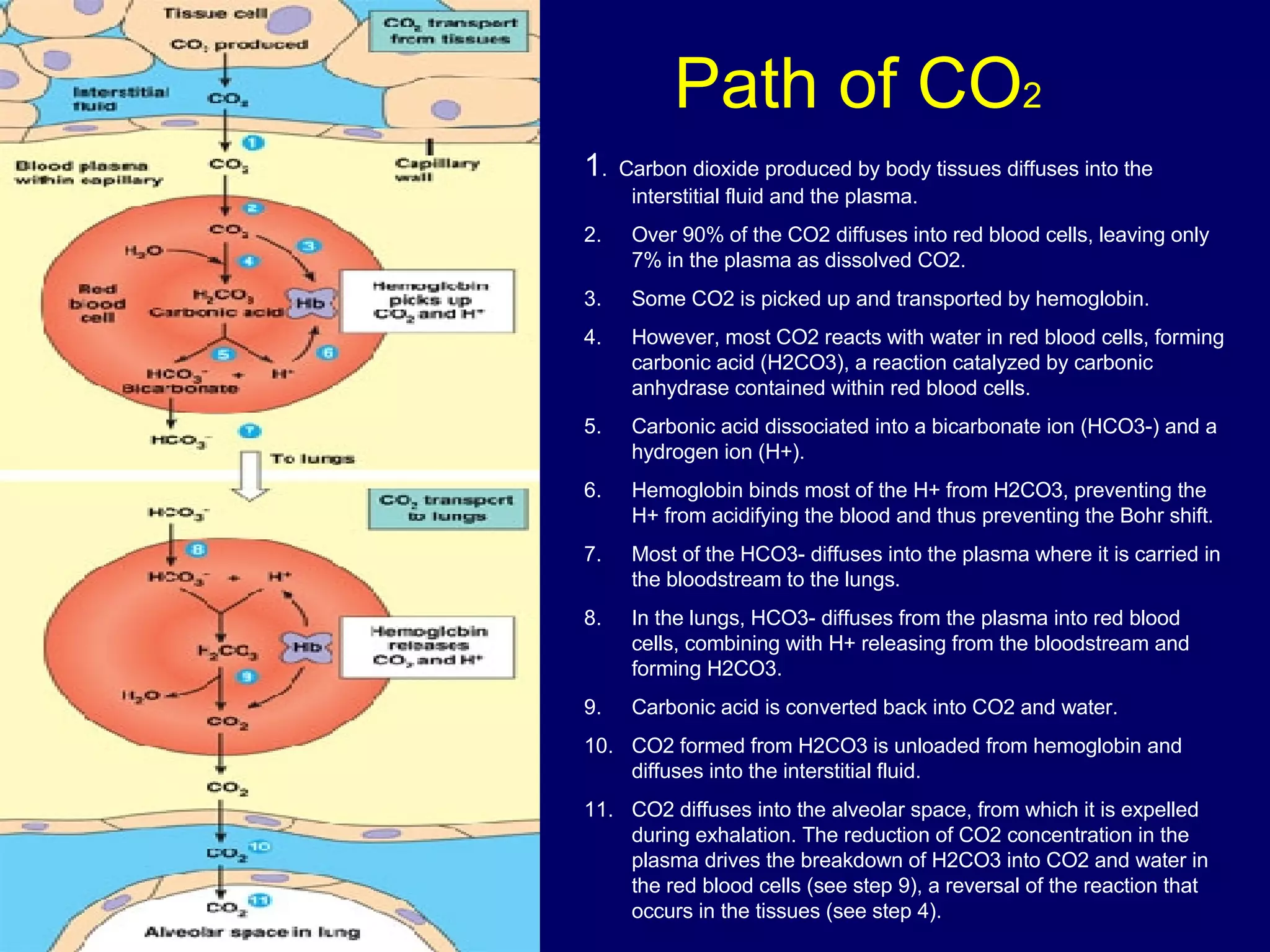 The Respiratory System | PPT