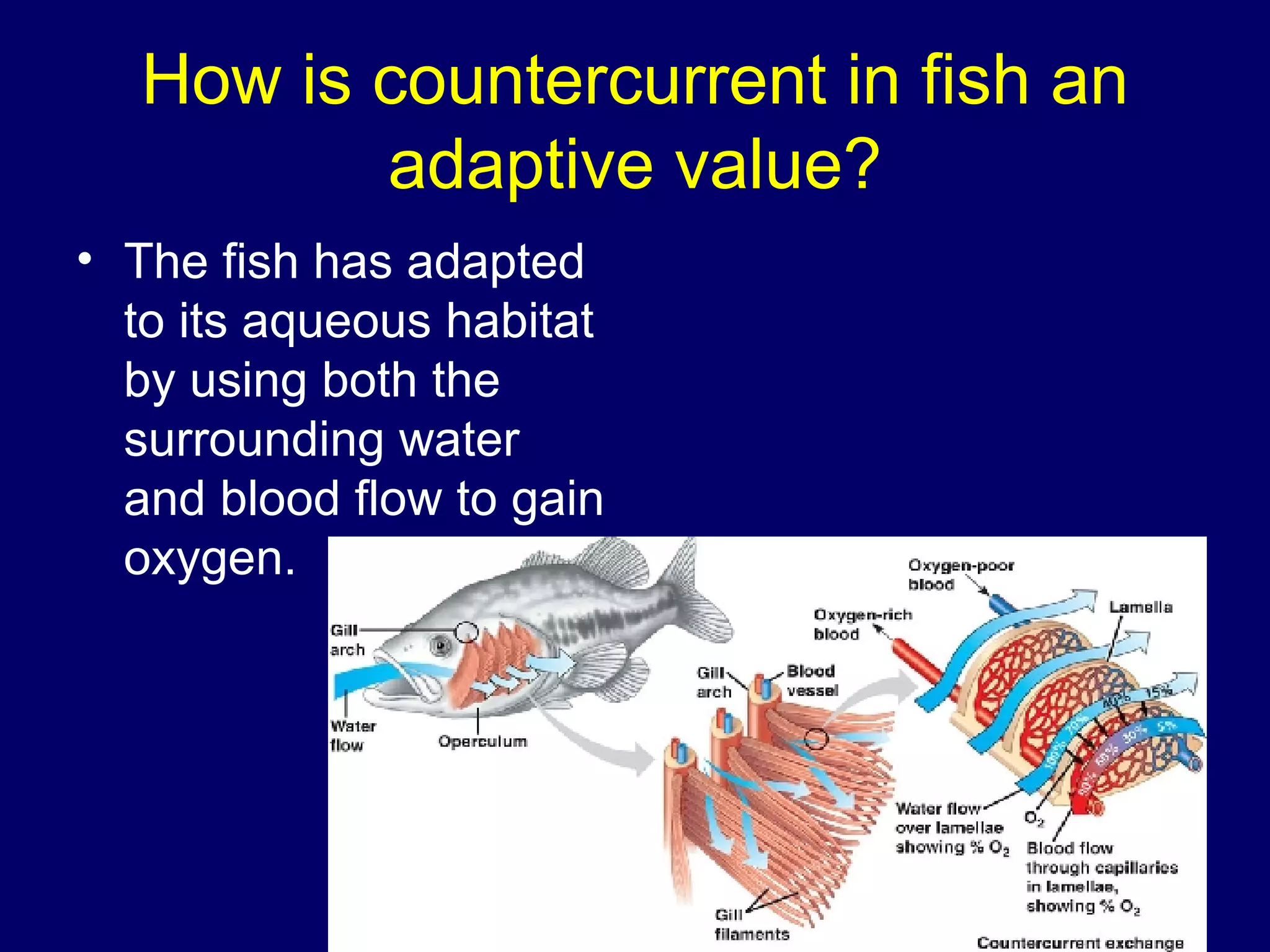 The Respiratory System | PPT