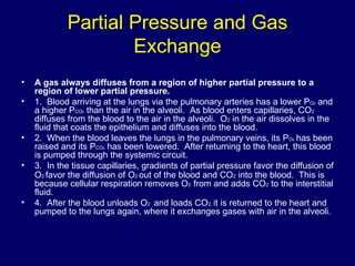 The Respiratory System | PPT