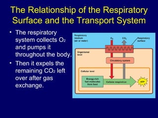 The Respiratory System | PPT