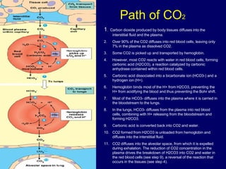 The Respiratory System | PPT