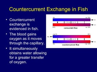 The Respiratory System | PPT