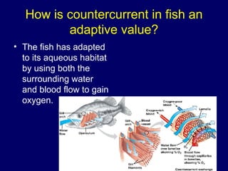 The Respiratory System | PPT