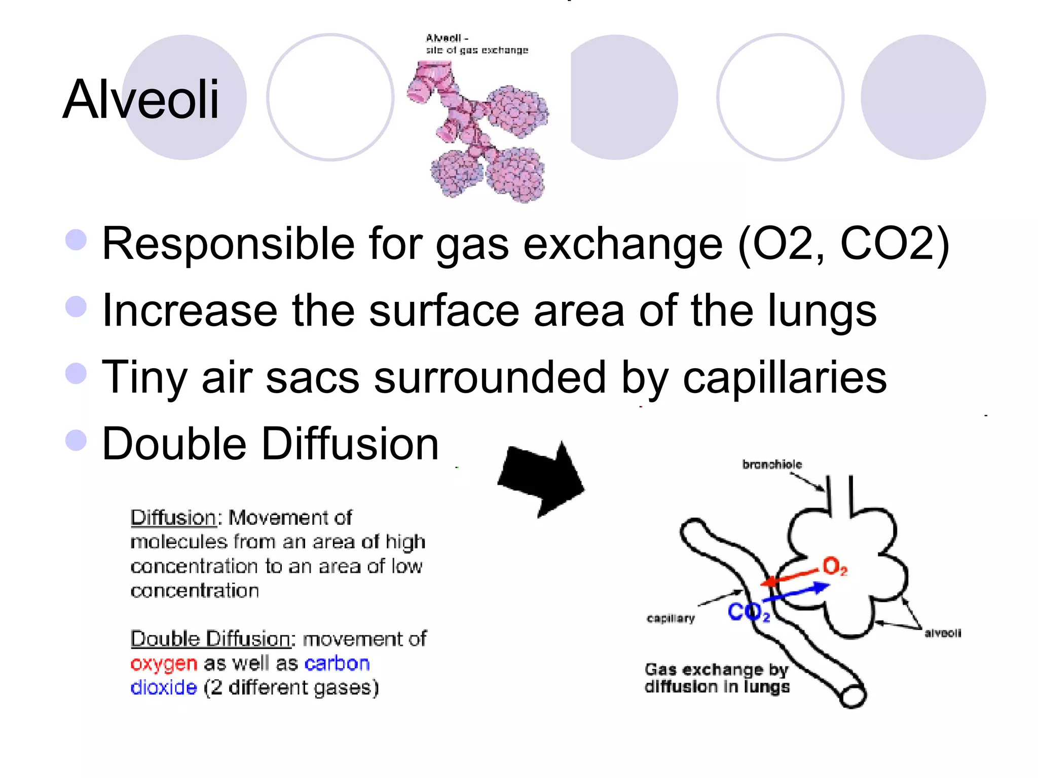 The Respiratory System | PPT