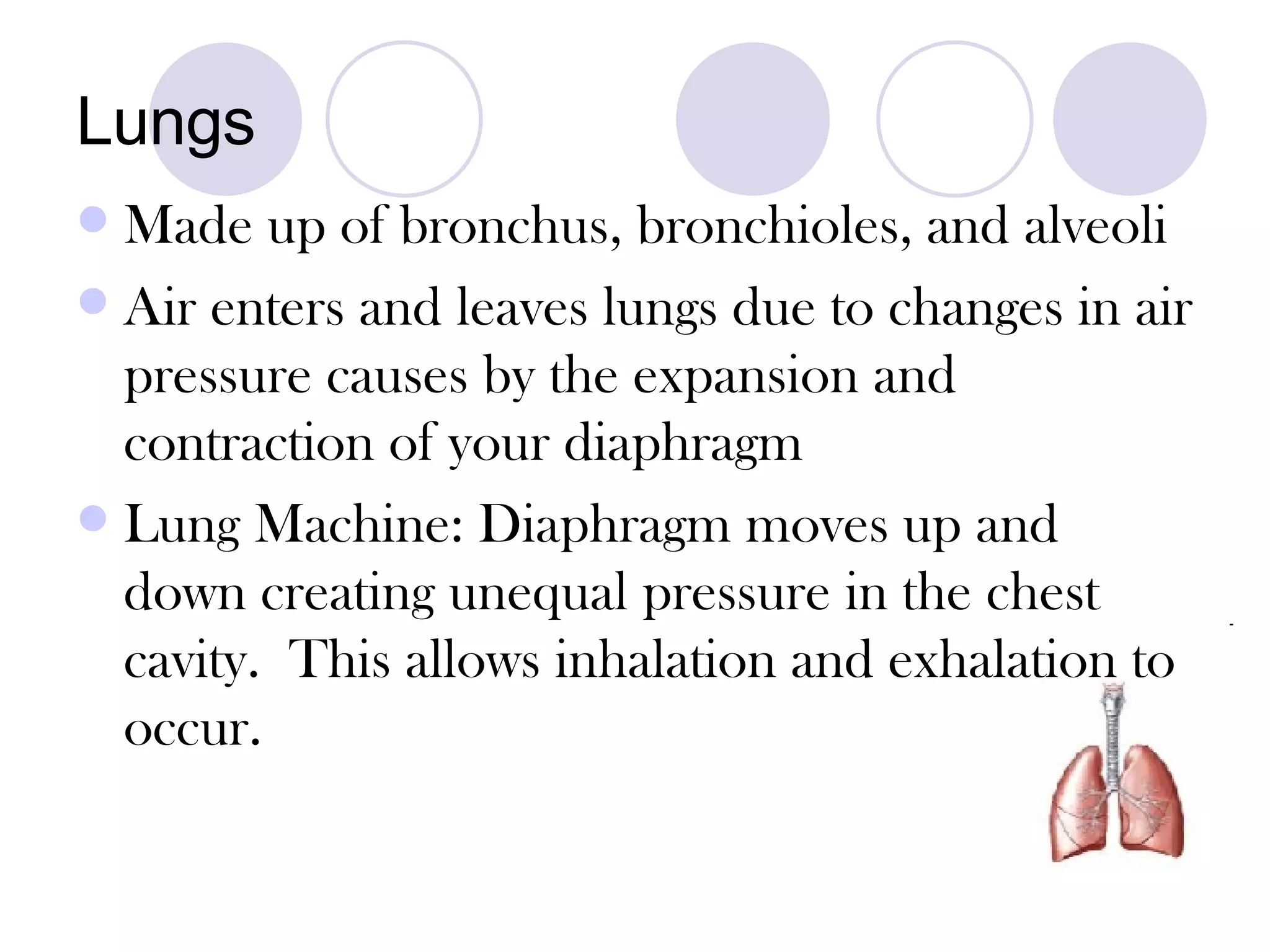 The Respiratory System | PPT
