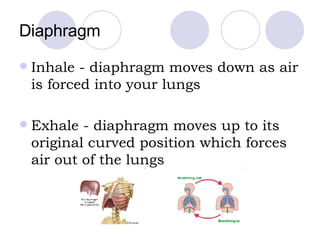 The Respiratory System | PPT