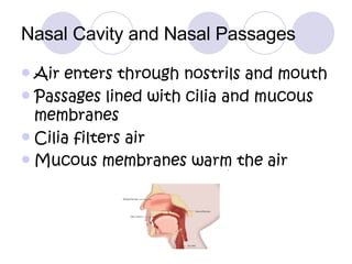 The Respiratory System | PPT
