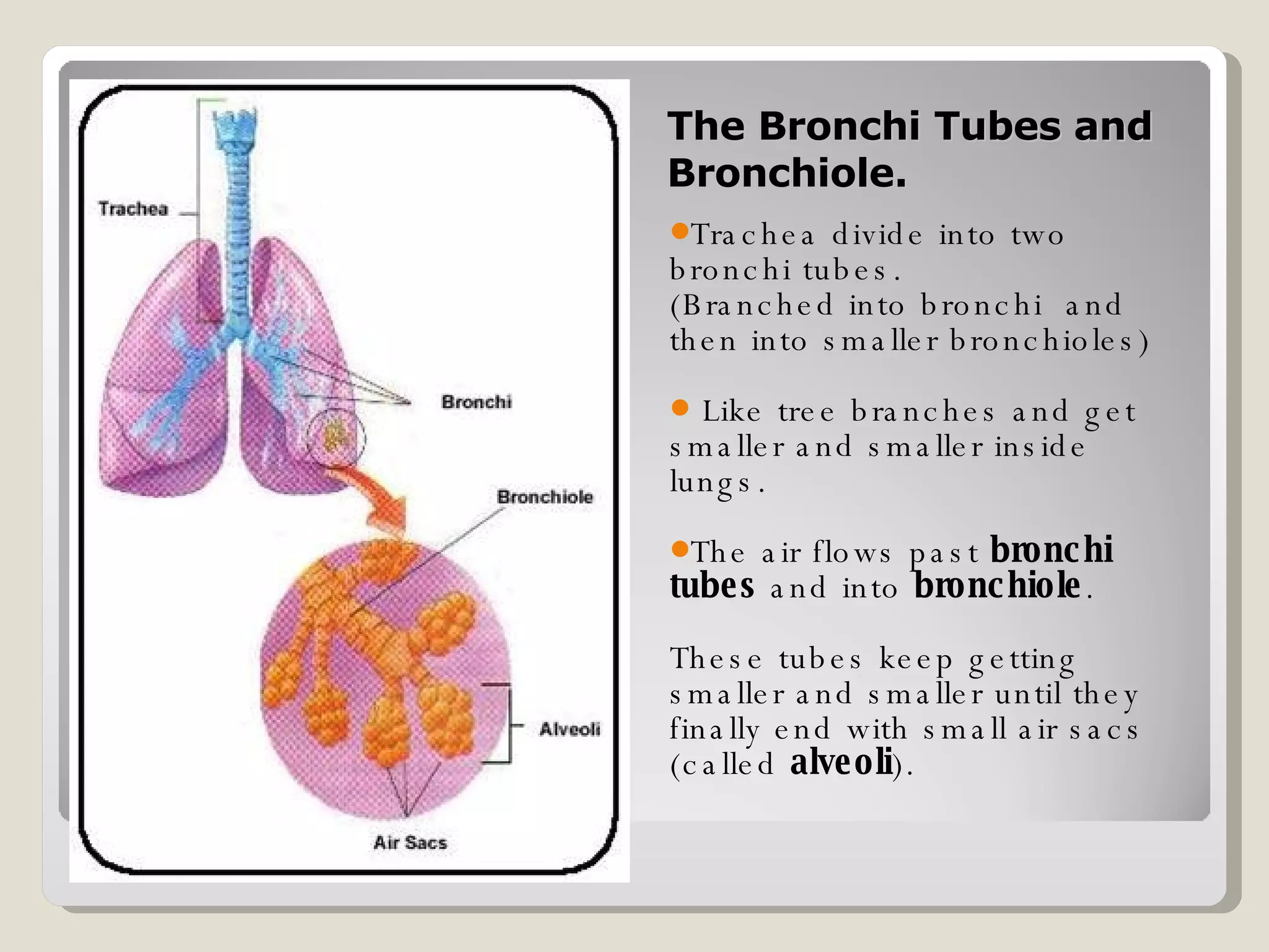 The Respiratory System | PPT