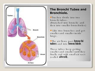 The Respiratory System | PPT