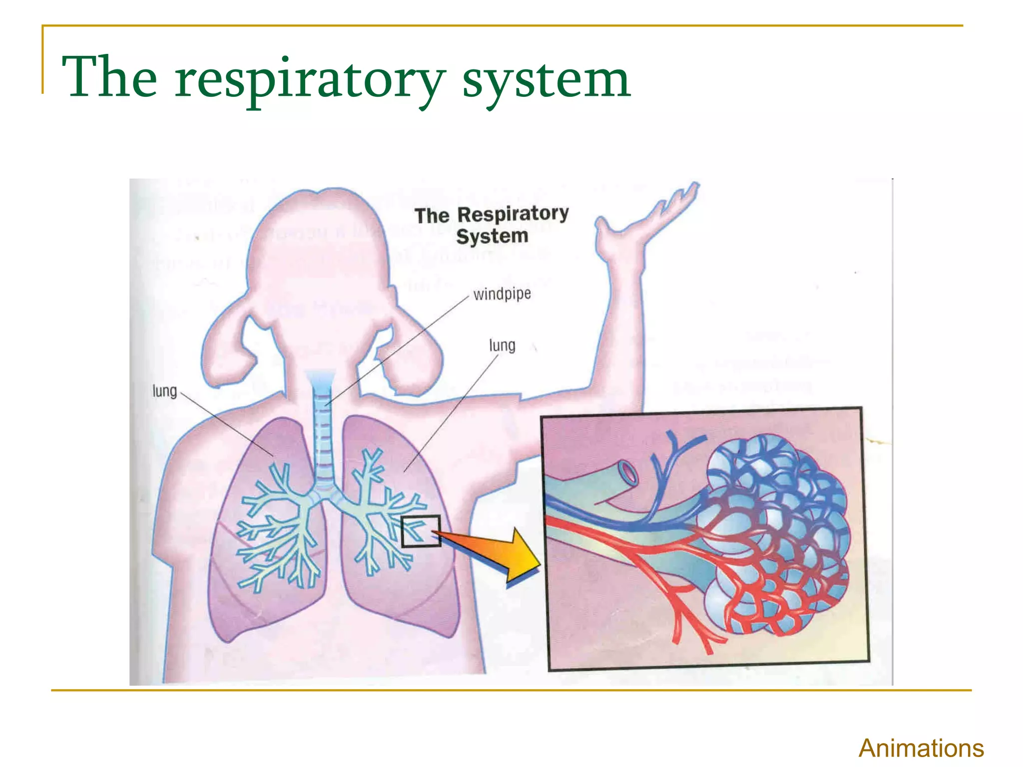 The respiratory system | PPT