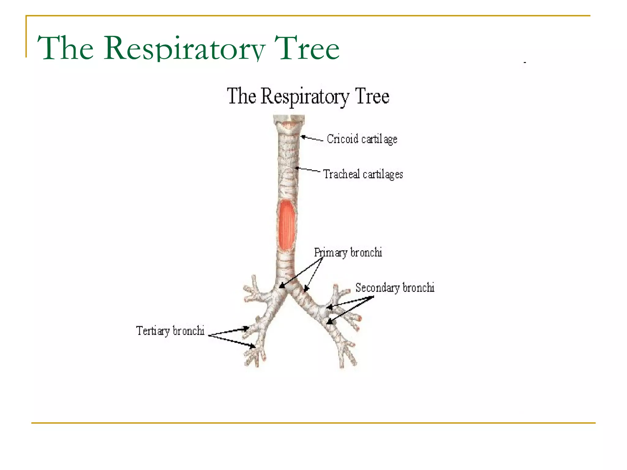 The respiratory system | PPT