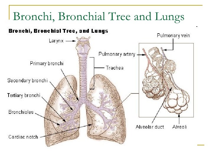 The respiratory system