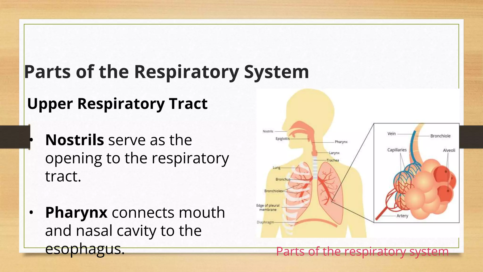 The-Respiratory-System.pptx