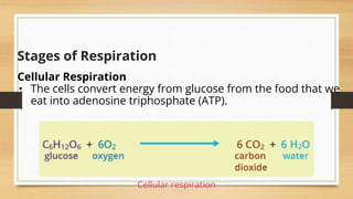 The-Respiratory-System.pptx