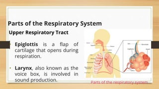 The-Respiratory-System.pptx