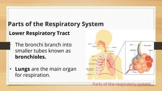 The-Respiratory-System.pptx