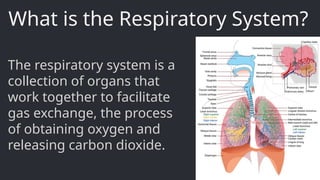 The-Respiratory-System-An-Essential-Function.pptx