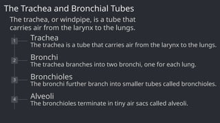 The-Respiratory-System-An-Essential-Function.pptx