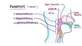 THE-RESPIRATORY-SYSTEM-OF-ANIMALS.pptx.. | PPTX