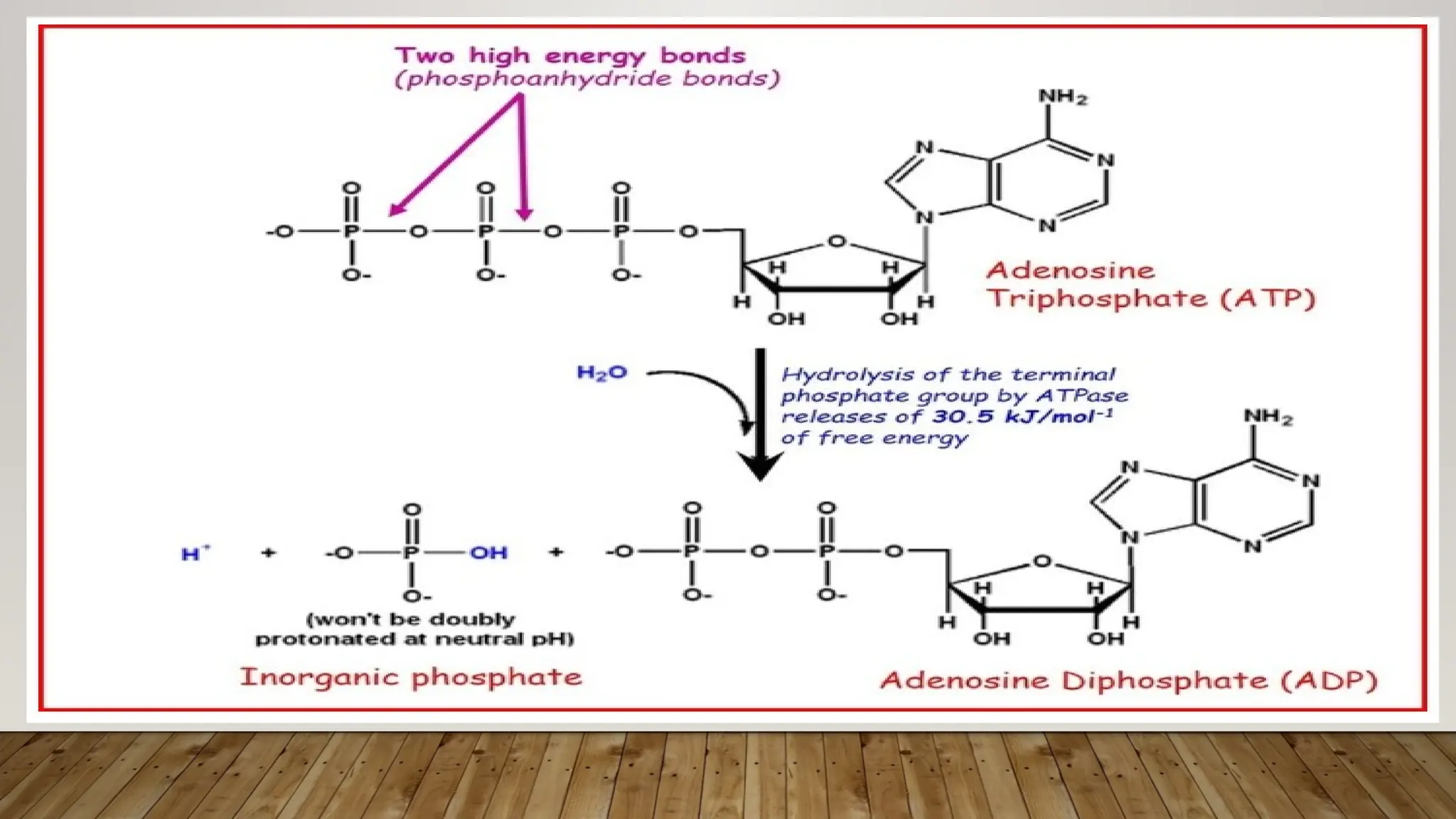THE-ROLE-OF-ATP-AND-THE-IMPORTANCE-OF.pptx