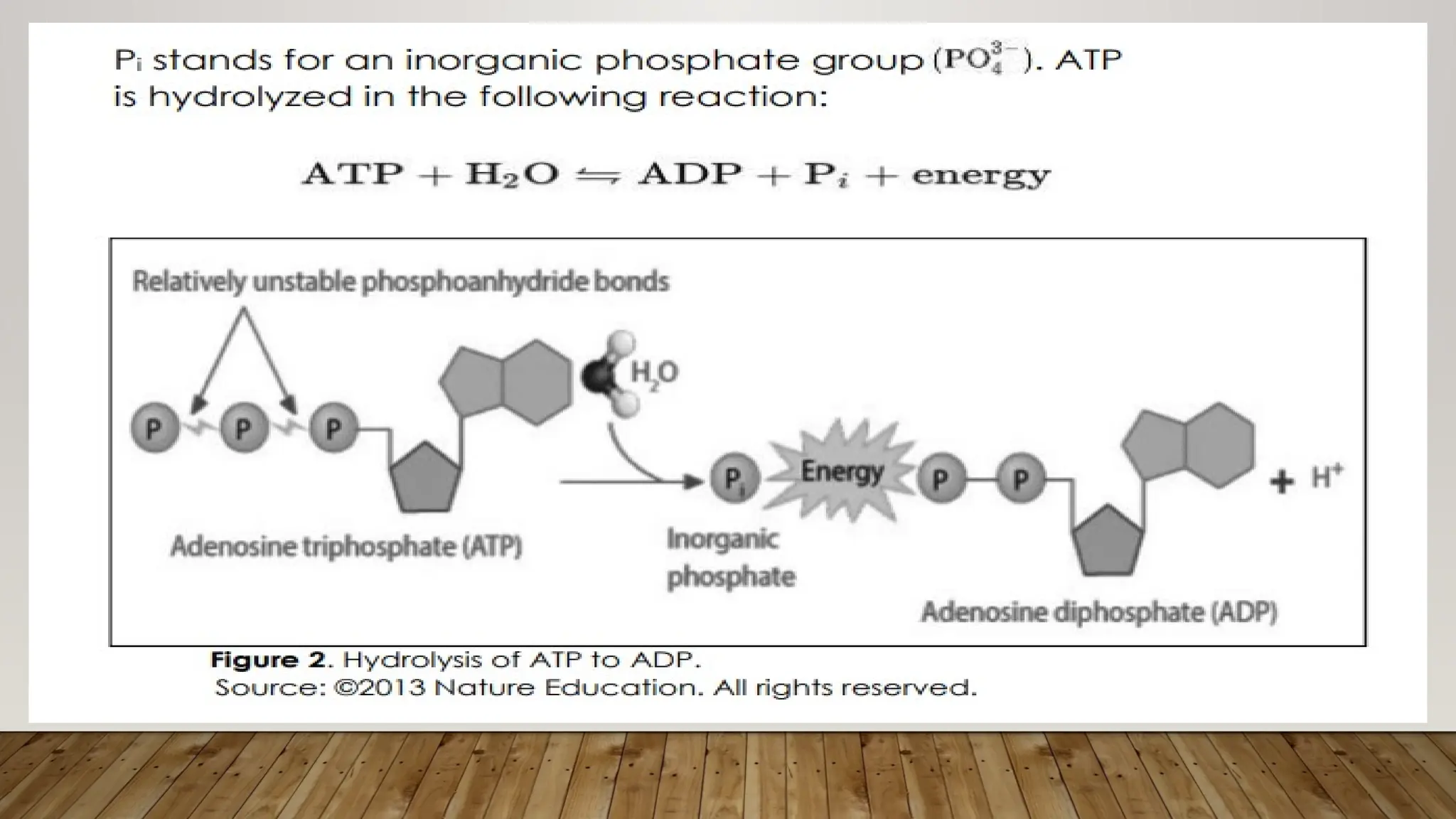 THE-ROLE-OF-ATP-AND-THE-IMPORTANCE-OF.pptx