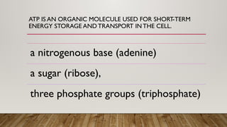THE-ROLE-OF-ATP-AND-THE-IMPORTANCE-OF.pptx