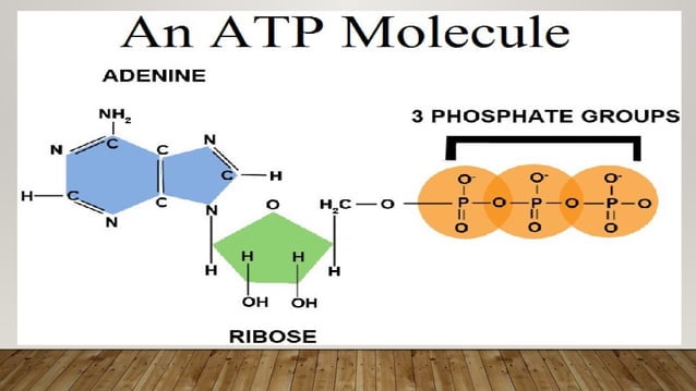 THE-ROLE-OF-ATP-AND-THE-IMPORTANCE-OF.pptx