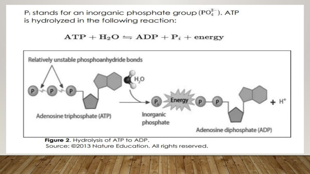 THE-ROLE-OF-ATP-AND-THE-IMPORTANCE-OF.pptx