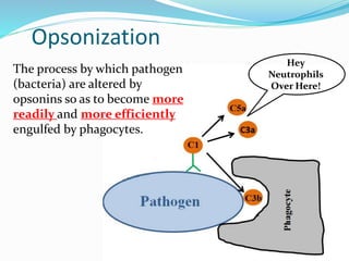 The role of complement system in acute inflamation | PPT