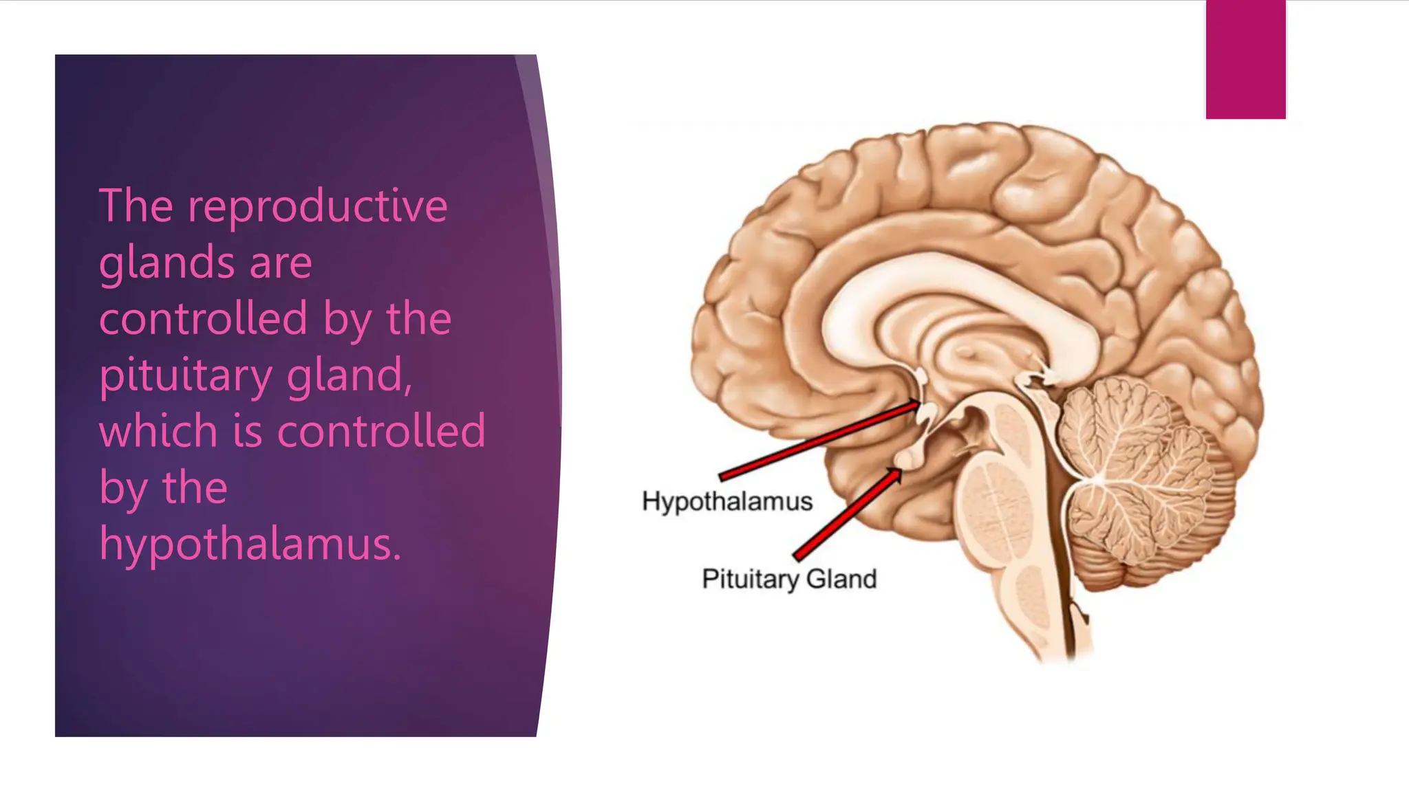 The-Role-of-Hormones-in-Male-Female-Reproductive-System.pptx