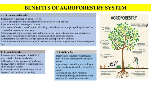 The-Role-of-Industries-in-Promoting-Agroforestry.pptx