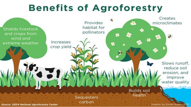The-Role-of-Industries-in-Promoting-Agroforestry.pptx