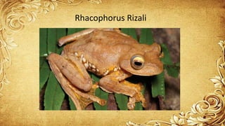 THE-ROLE-OF-SCIENCE-according to Rizal.pptx