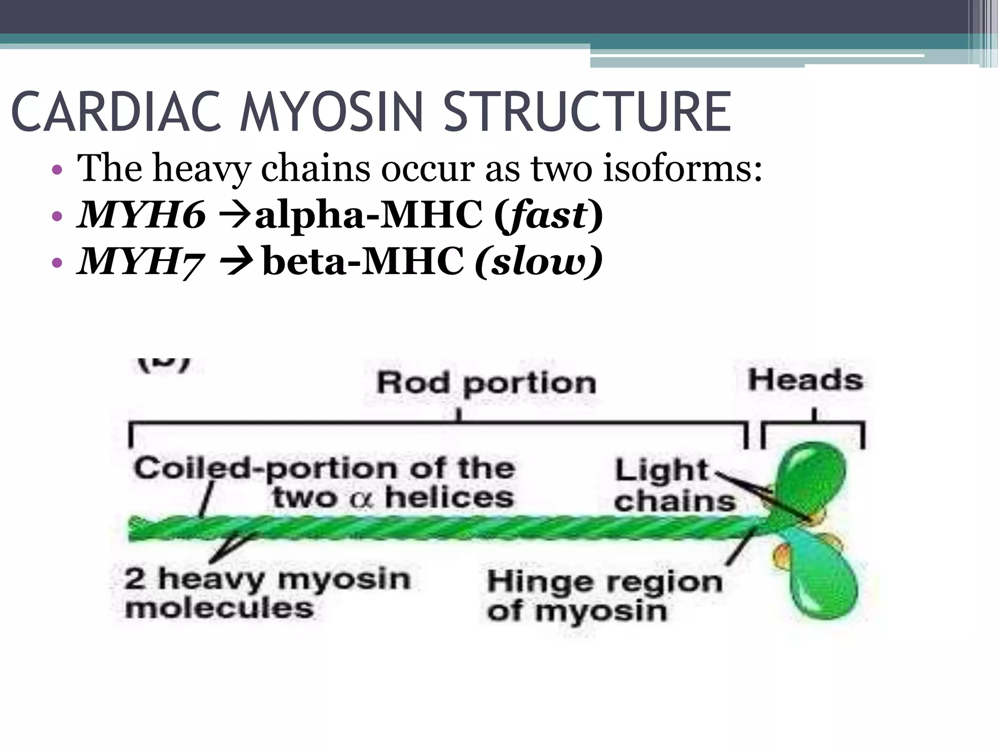 The Role of Structural Proteins in Normal and Abnormal Heart ...