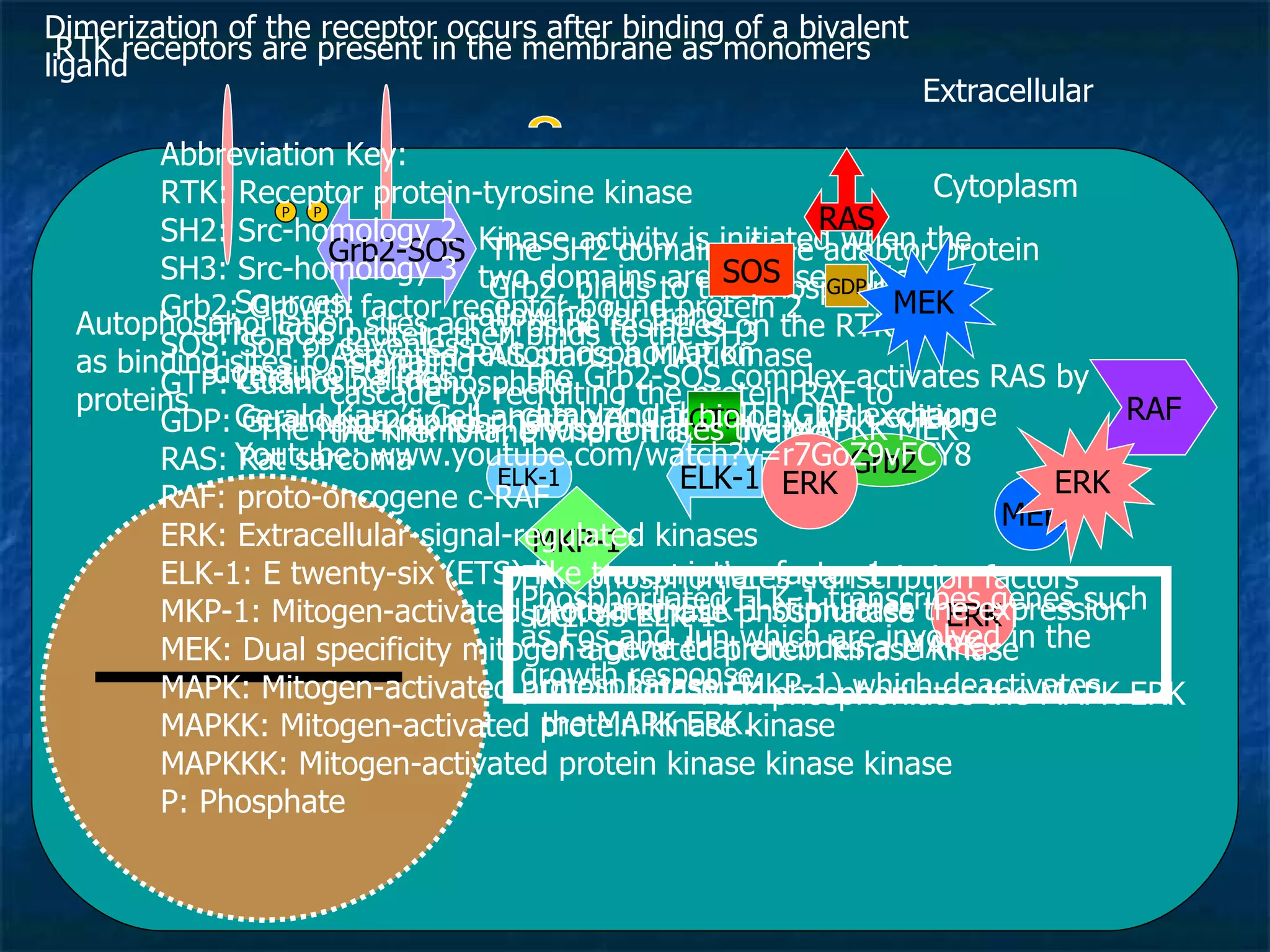 The R T K R A S M E K Signaling Pathway By Lenard Tardio Ppt