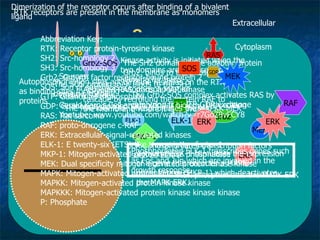 The R T K R A S M E K Signaling Pathway By Lenard Tardio | PPT