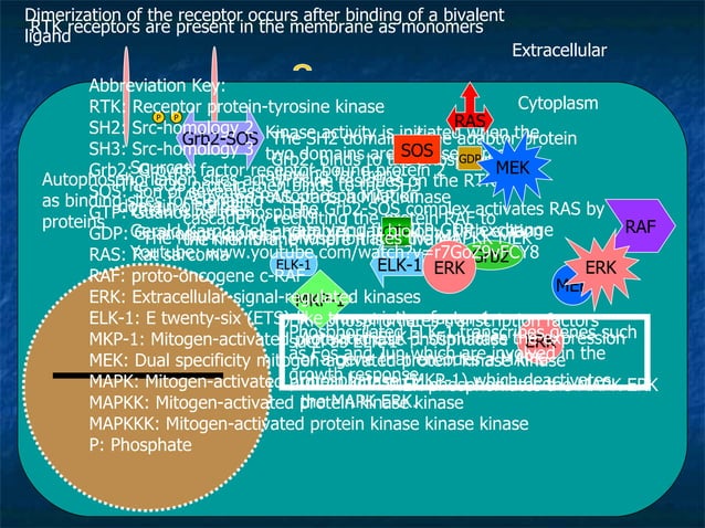 The R T K R A S M E K Signaling Pathway By Lenard Tardio | PPT