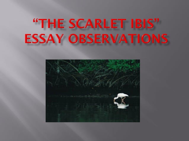 The Scarlet Ibis Essay Tips | PPT | Free Download