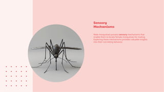 the-science-behind-male-mosquitoes-understanding-their-non-biting ...