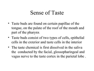 The Senses of Hearing, taste and vision | PPT | Ear, Nose and Throat ...