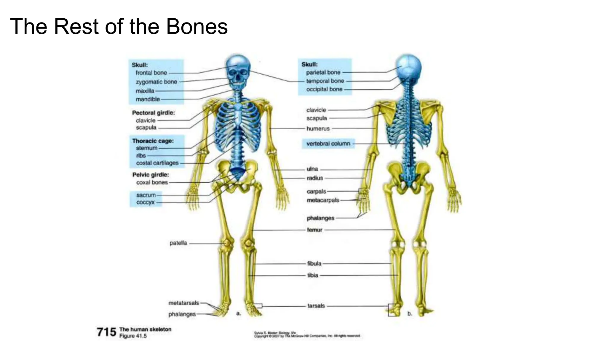 The-Skeletal-System-.................1.pptx