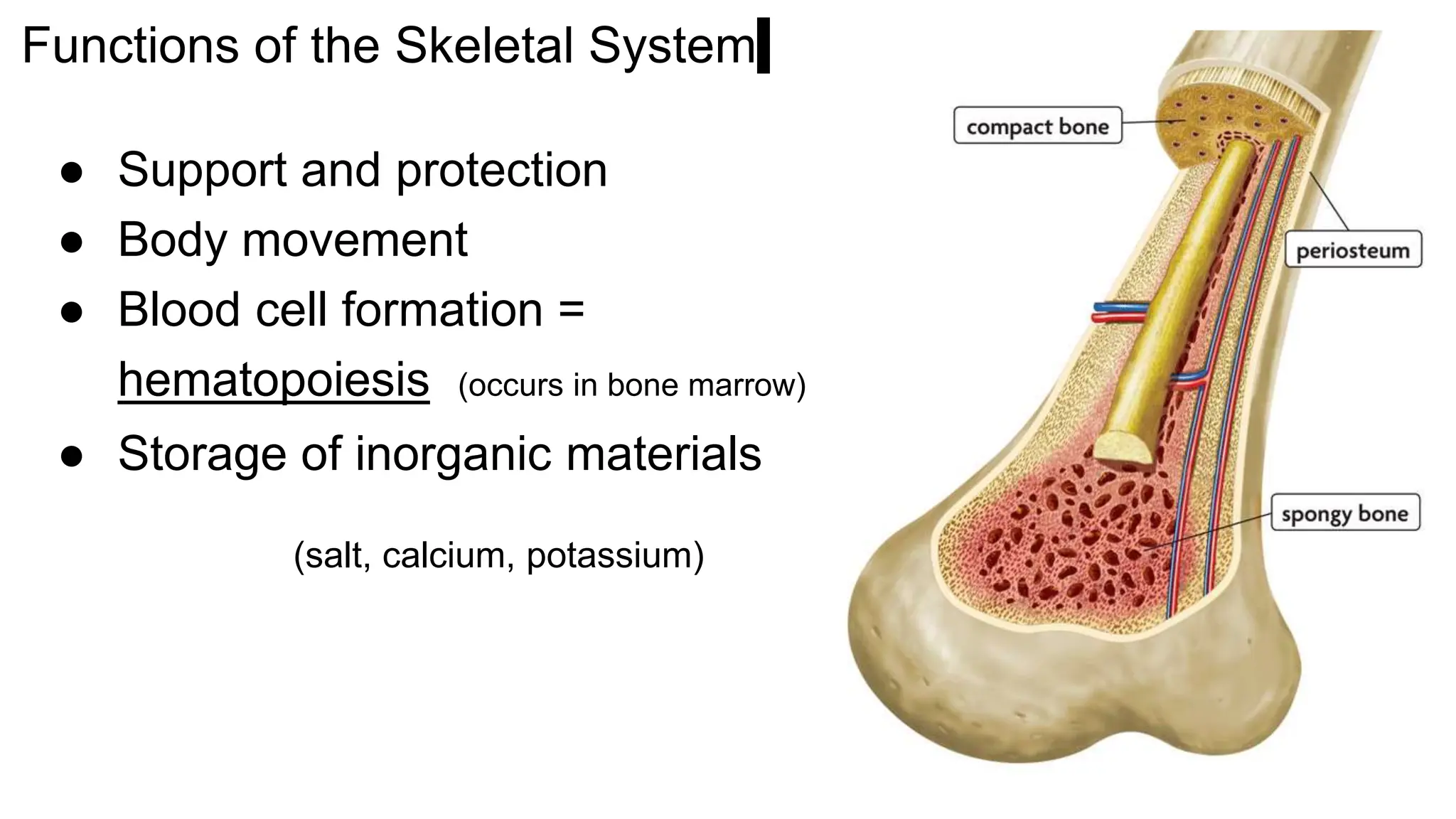 The-Skeletal-System-.................1.pptx