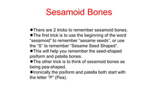 The-Skeletal-System-.................1.pptx