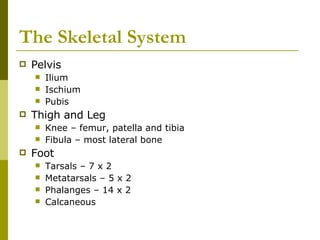 The Skeletal System | PPT