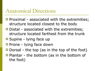 The Skeletal System | PPT