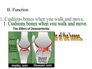 The Skeletal System | PPT