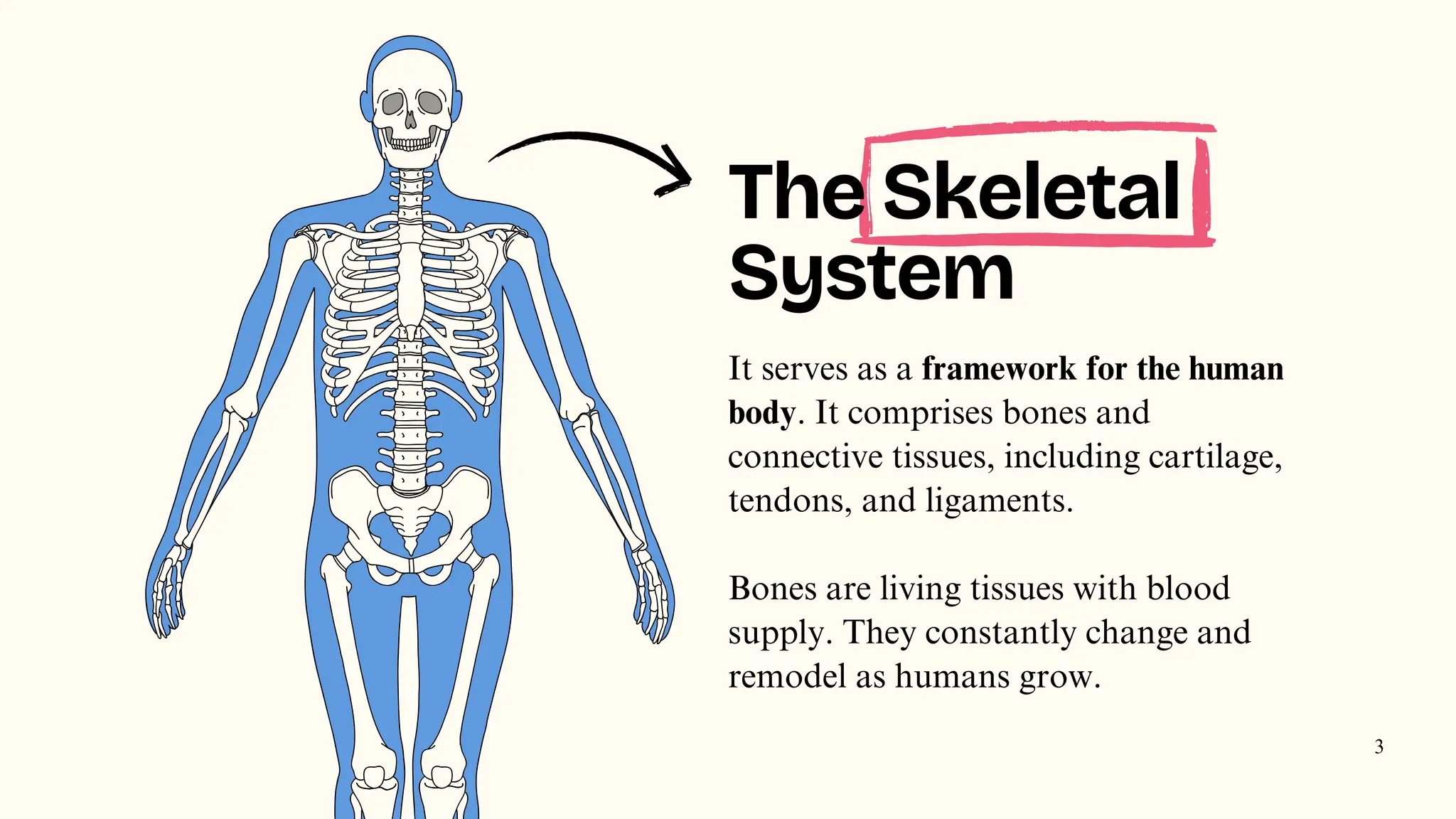 The-Skeletal-System understanding self - | PDF