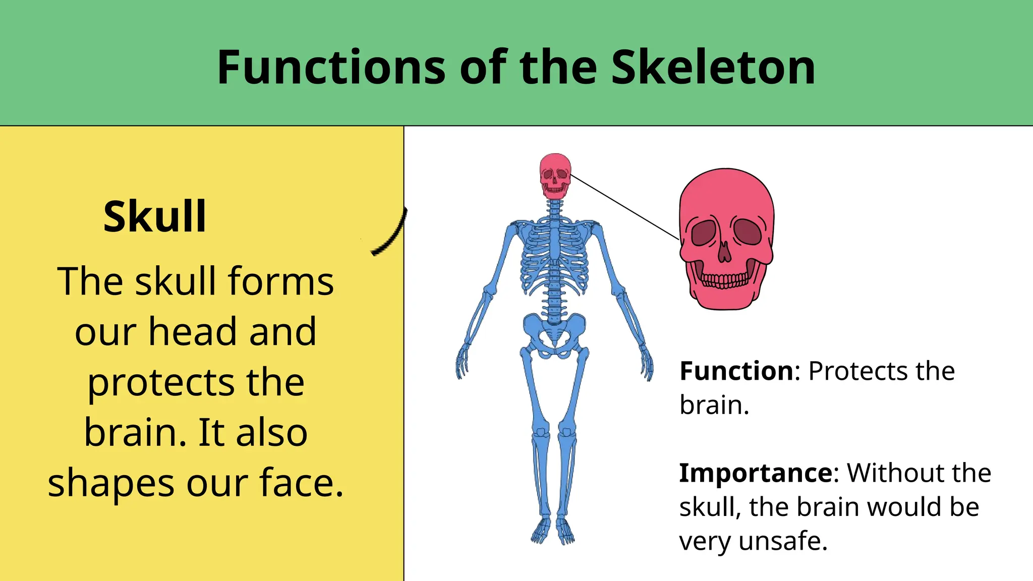 The-Skeletal-System-Education-Presentation-in-Green-Yellow-Simple ...