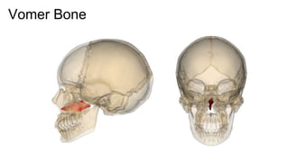 The-Skeletal-System in purposive communication_2.pptx