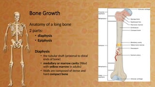 Skeletal System with Description and explanation | PPTX